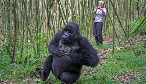 Volcanoes National Park Rwanda Parc National Des Volcans