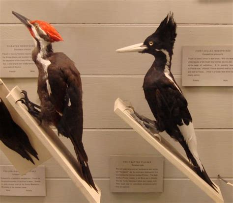 Difference Between Pileated And Ivory Billed Woodpecker At Jim Curry Blog