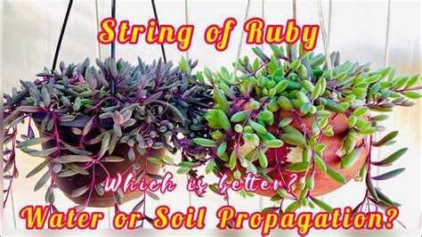 String Of Ruby Or Ruby Necklace Othonna Capensis Propagation Youtube
