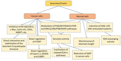 Dual Role Of Polyphenols In Senescence And Cancer Implications For