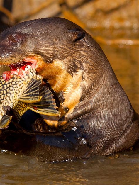 River Otter Teeth