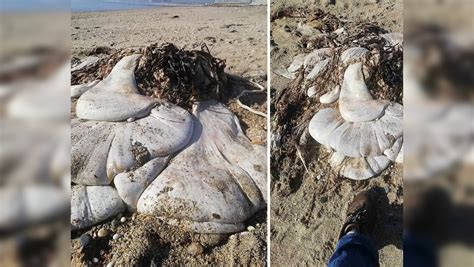 Massive Blob Found On Beach Leaves People Baffled It Could Be The Remains Of A Stomach Or