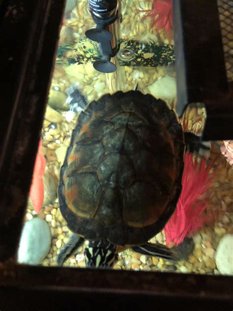 My Turtles Shell Has Some Discoloration Does Anyone Know What It Could