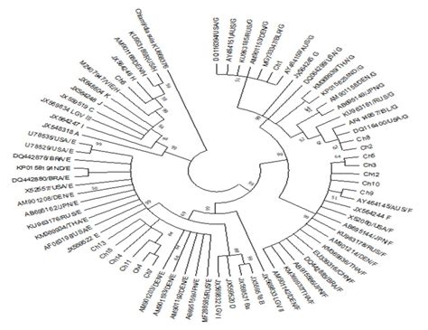 Figure 1 From Chlamydia Trachomatis Genotypes In Sexually Transmitted Disease Clinic Attendees