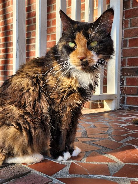 Request Gabby Crossed The Rainbow Bridge Last Month At 17 R