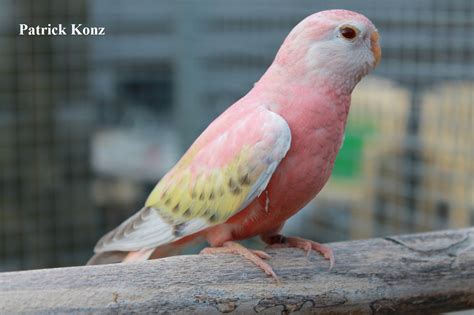 Opaline Pâle Fallow Edge