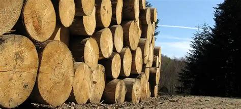 Softwood Lumber Tariffs Turbulence And New Trade Flows