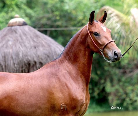 Katucha Quatro Lagos Ponto Da Marcha