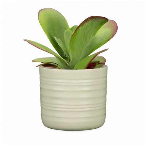 Ribbed Pot Silent Green Sheridan Nurseries