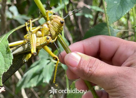 Grasshopper Orchid Bay Resort