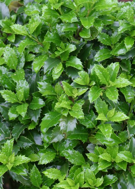 Castle Wall® Blue Holly Ilex X Meserveae Proven Winners