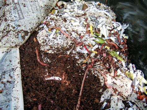 Homegrown Paleo Let Worms Eat Your Garbage