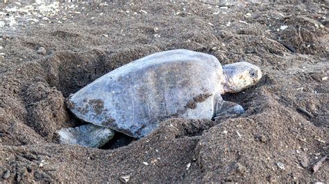 Do Turtles Need Land At Molly Carmichael Blog