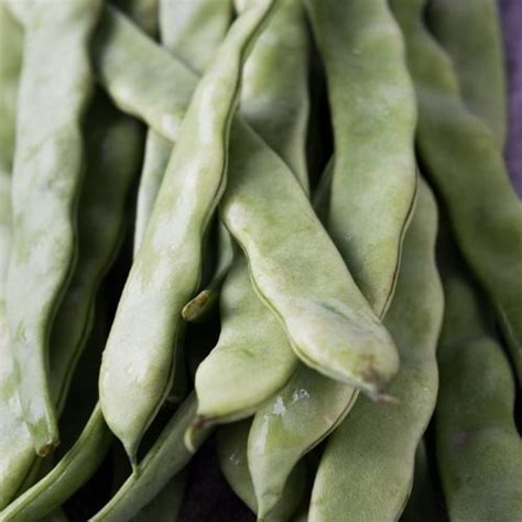 Flat Beans Light Green Seeds Hide Out Farm India