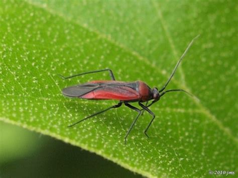 Leaf Footed Bugs And Other True Bugs Of The Big Thicket In East Texas