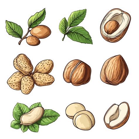 Assorted Nuts Plants Fruits In Shells On Branches Raw Walnut Harvest On