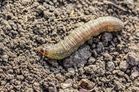 How To Identify And Control Cutworms Gardeners Path