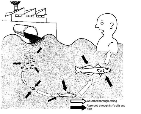 Minamata Disease Learning From Minamata Creating High Level