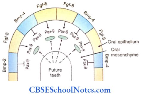 Genetics Of Developmental Disorders Of Teeth Notes Cbse School Notes