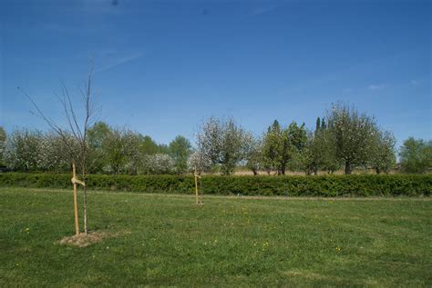 Boomgaard Mini Camping Het Wielseveld