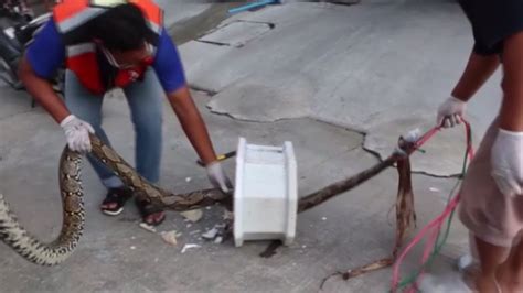 Python Bites Thai Man On Penis While He Was Using Toilet Rwtf