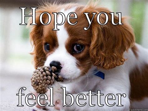 Feel Better Dog Meme
