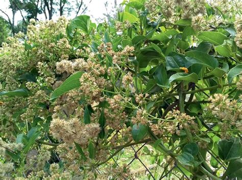 Como Plantar Guaco Celeiro Do Brasil