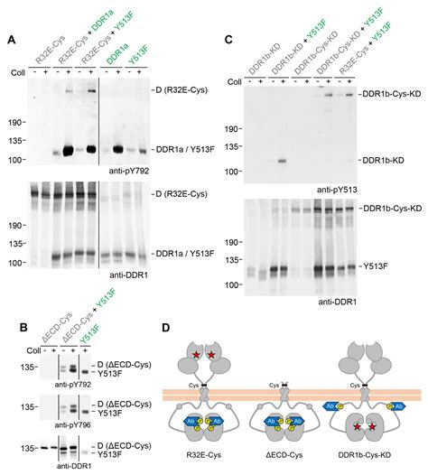 Collagen Induces Activation Of Ddr1 Through Lateral Dimer Association