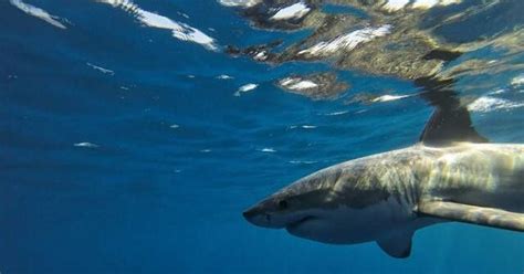 Scientists On The Verge Of Unlocking The Mystery Of Great White Shark