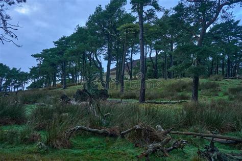 Pentland Hills Scotland Lush Forest With Dense Vegetation Tall Trees