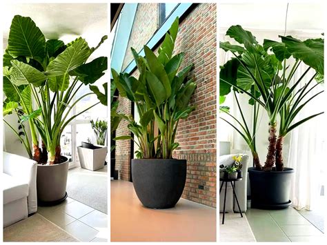 جذاب‌ترین گلدون بزرگ پذیرایی برای خونه شما؛ ۱۵ مدل مدرن و کلاسیک