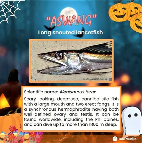 Lancetfish Images At Numbers Mcleod Blog