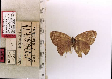 Cepheuptychia Cephus Type Specimens