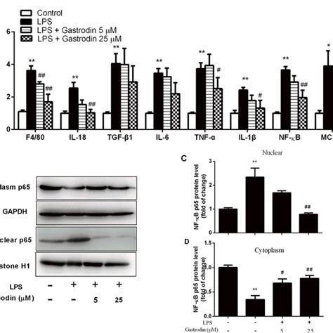 Effects Of Gastrodin On Mrna Expression Of Inflammatory Factors And Download Scientific Diagram