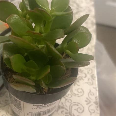 The Complete Crassula Ovata Compacta Plant Care Guide Water Light And Beyond