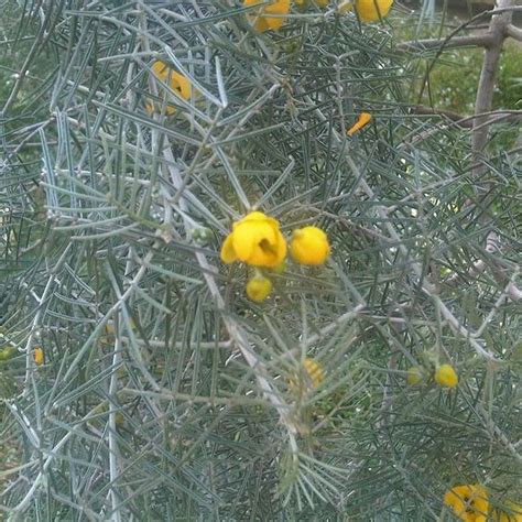Feathery Cassia