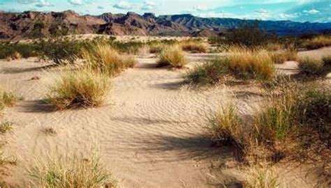 Temperate Desert Plants