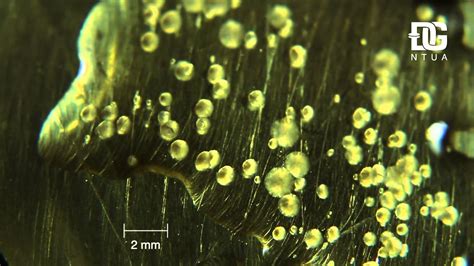 Polymer Crystallization Youtube
