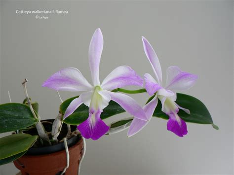 Cattleya Walkeriana F Flamea