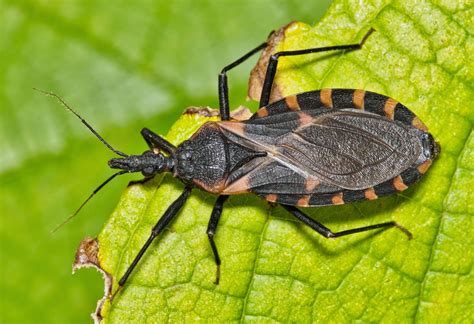 Assassin Bug Description Scientific Name Reduviidae Insect Predator And Facts Britannica