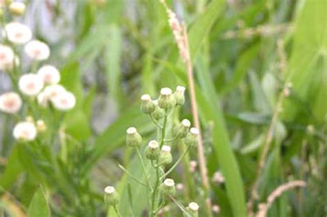 Voadeira Cura Pelas Plantas