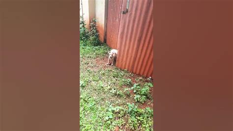 #shorts funny pappy's 🐕🐕🐕 - YouTube