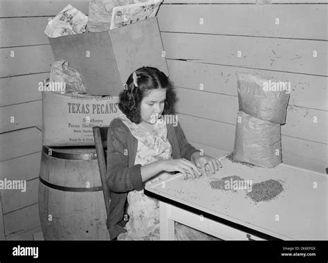 Mexican Girl Removing Shells From Small Pieces Of Pecan Nuts Ca 1939