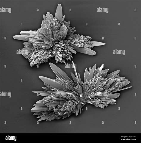 Salbutamol Sulphate Crystals Scanning Electron Micrograph Sem