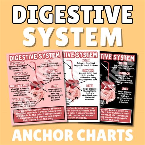 Digestive System Anchor Charts Visual Aid Poster Bulletin Board