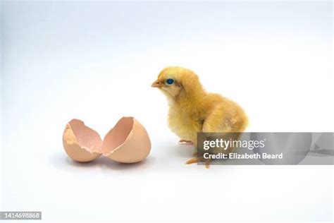 Chick Cracking Egg Photos And Premium High Res Pictures Getty Images