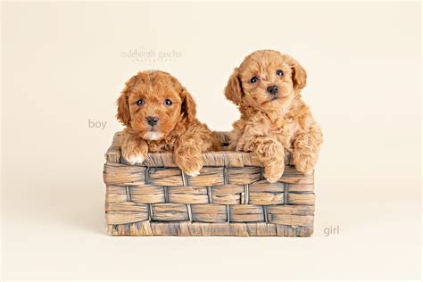 Bichon Poodle And Cockapoo Puppies For Sale