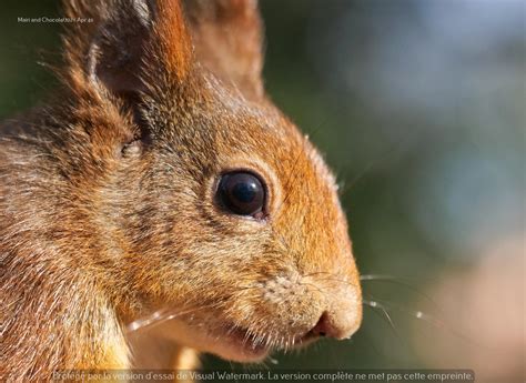 Happy Easter From The Easter Bunny Aka Robbie I Added Thief Foiling Watermarks Given The