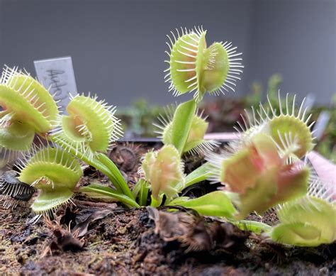 Dionaea Carnivoria Autokrator Photos