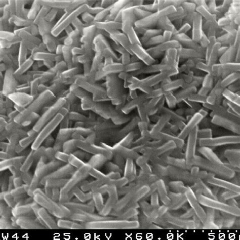 Scanning Electron Microscopy Image Of Na 29 Nb 155 Fe 045 Si 2 O